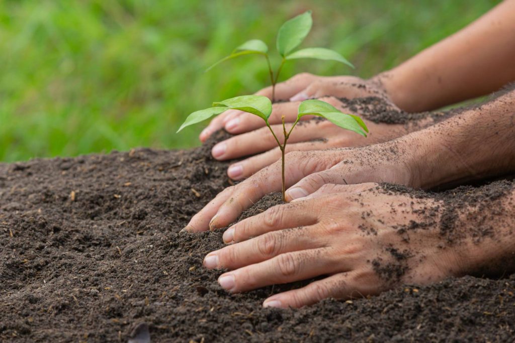 Premier Village Phu Quoc Resort - Grow trees