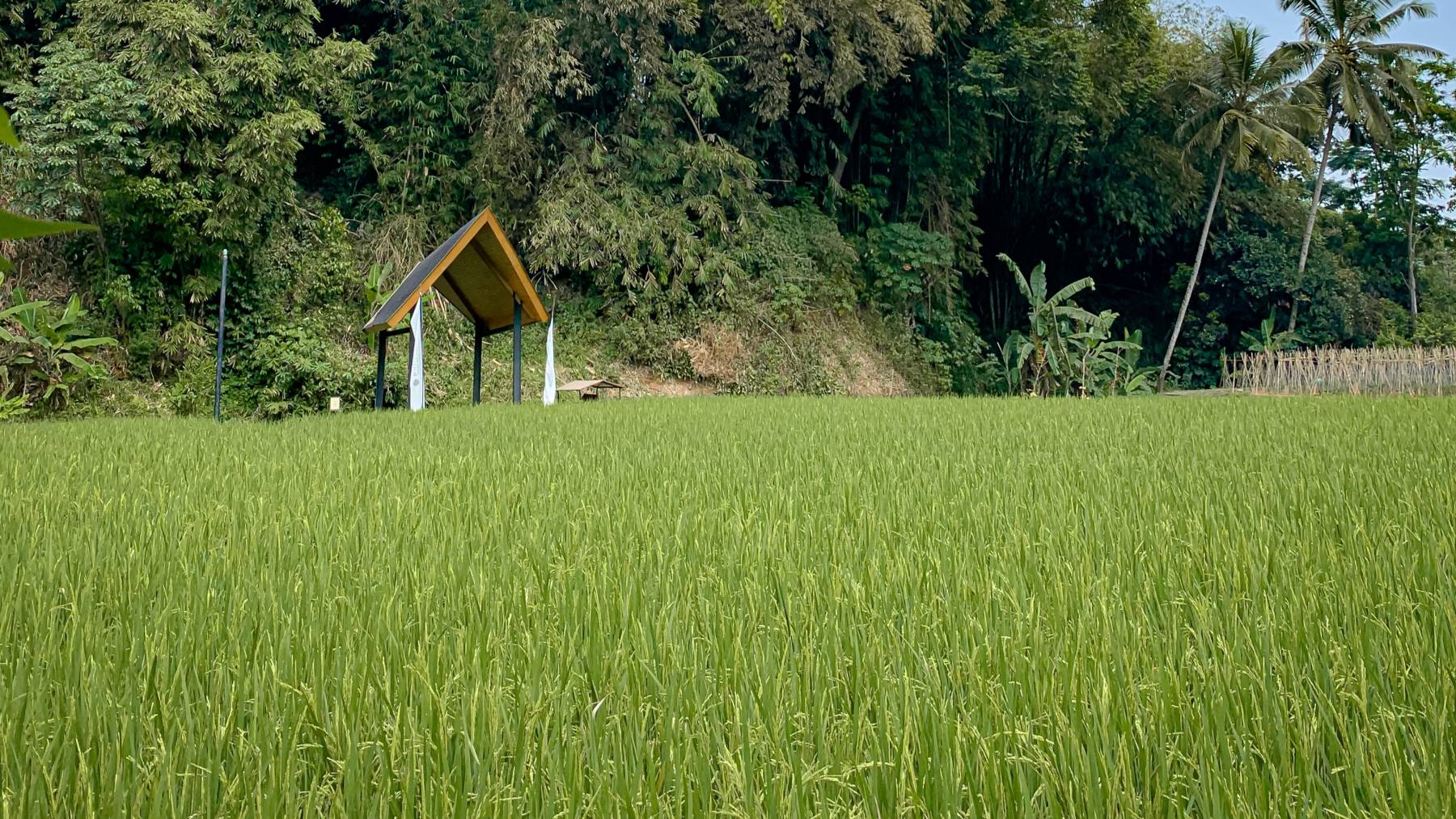 Pullman Ciawi Vimala Hills Resort Spa & Convention - Rediscover Nature ...