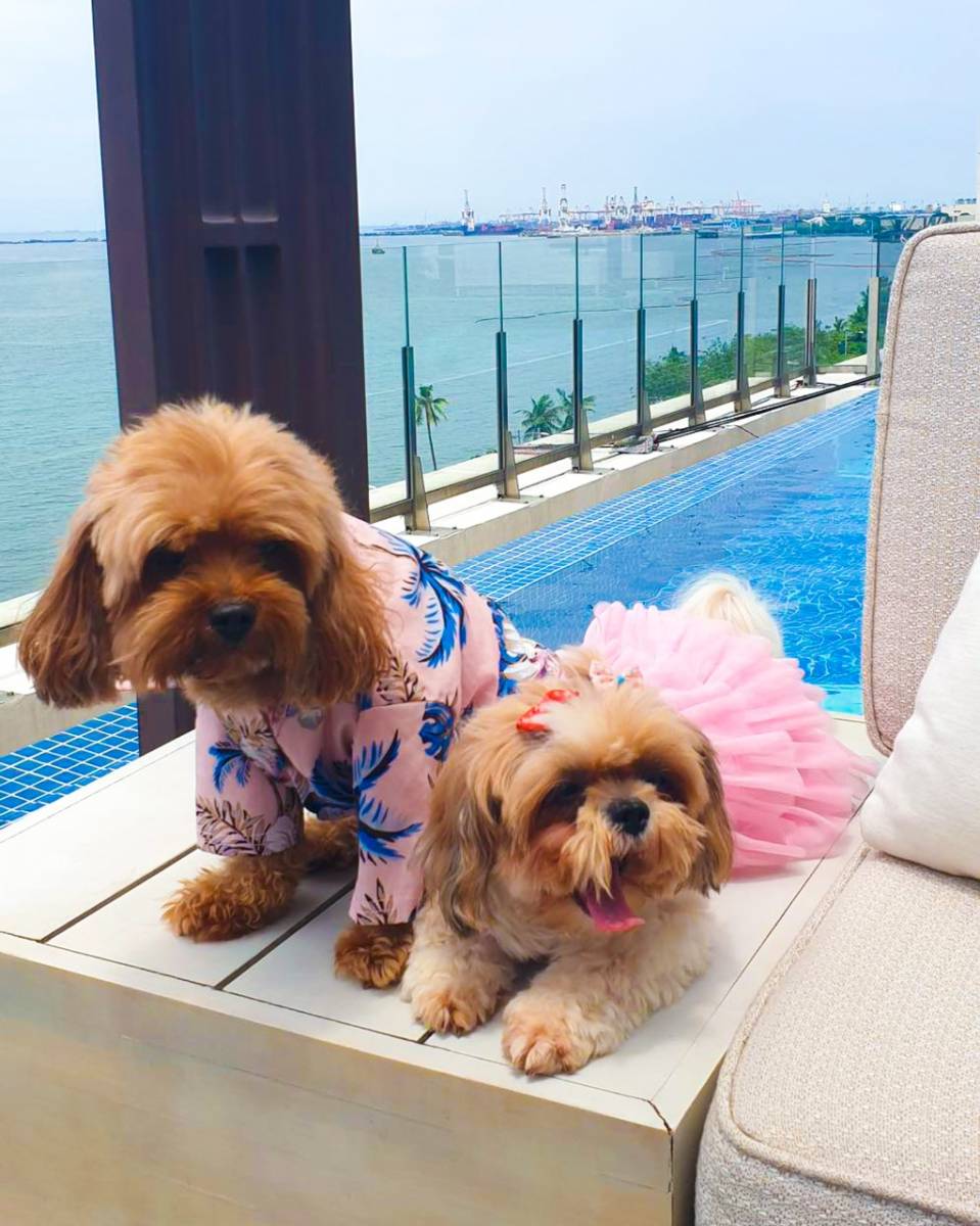 Pet Spa Wellness Hotel In Manila Philippines Admiral Hotel Manila Pet Spa Wellness Hotel In Manila Philippines Admiral Hotel Manila