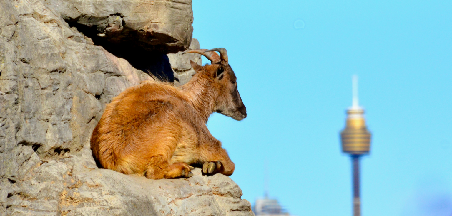 Mercure Sydney - Taronga Zoo